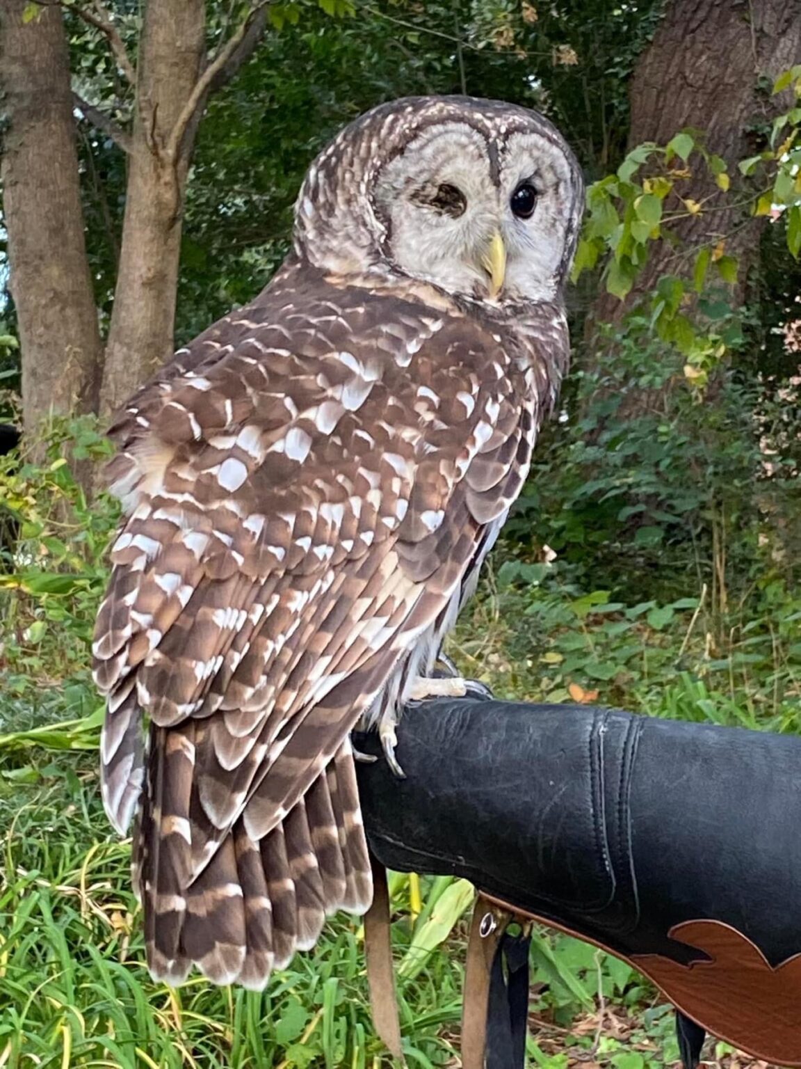 Historic Sharpe House hosts inaugural Raptor Faire (Photo Gallery ...