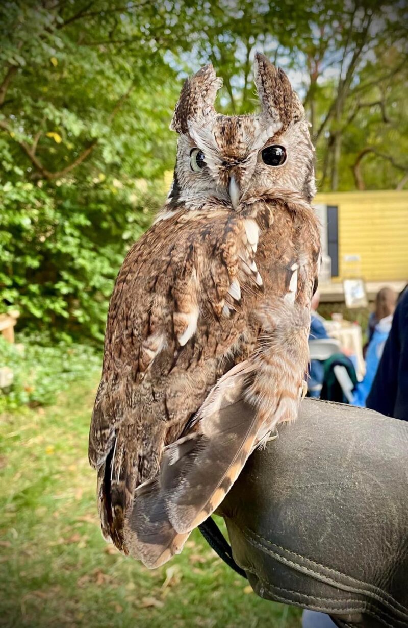 Historic Sharpe House hosts inaugural Raptor Faire (Photo Gallery ...