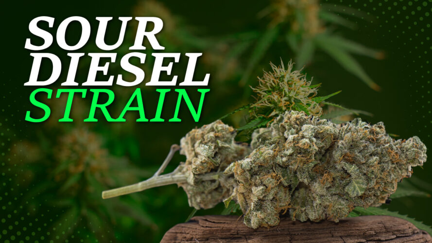 Sour Diesel Strain: Genetics, Effects & How to Grow
